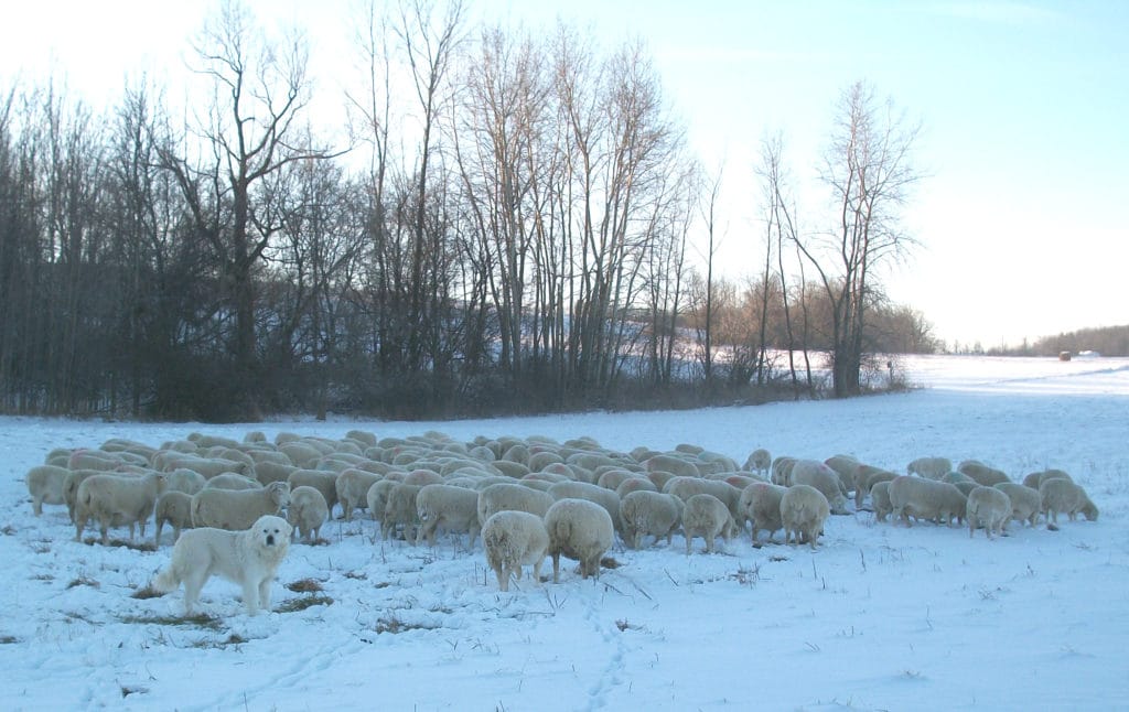 Livestock Guardian Dogs - Cornell Small Farms
