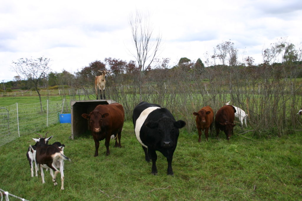 Cross Island Farm - Cornell Small Farms