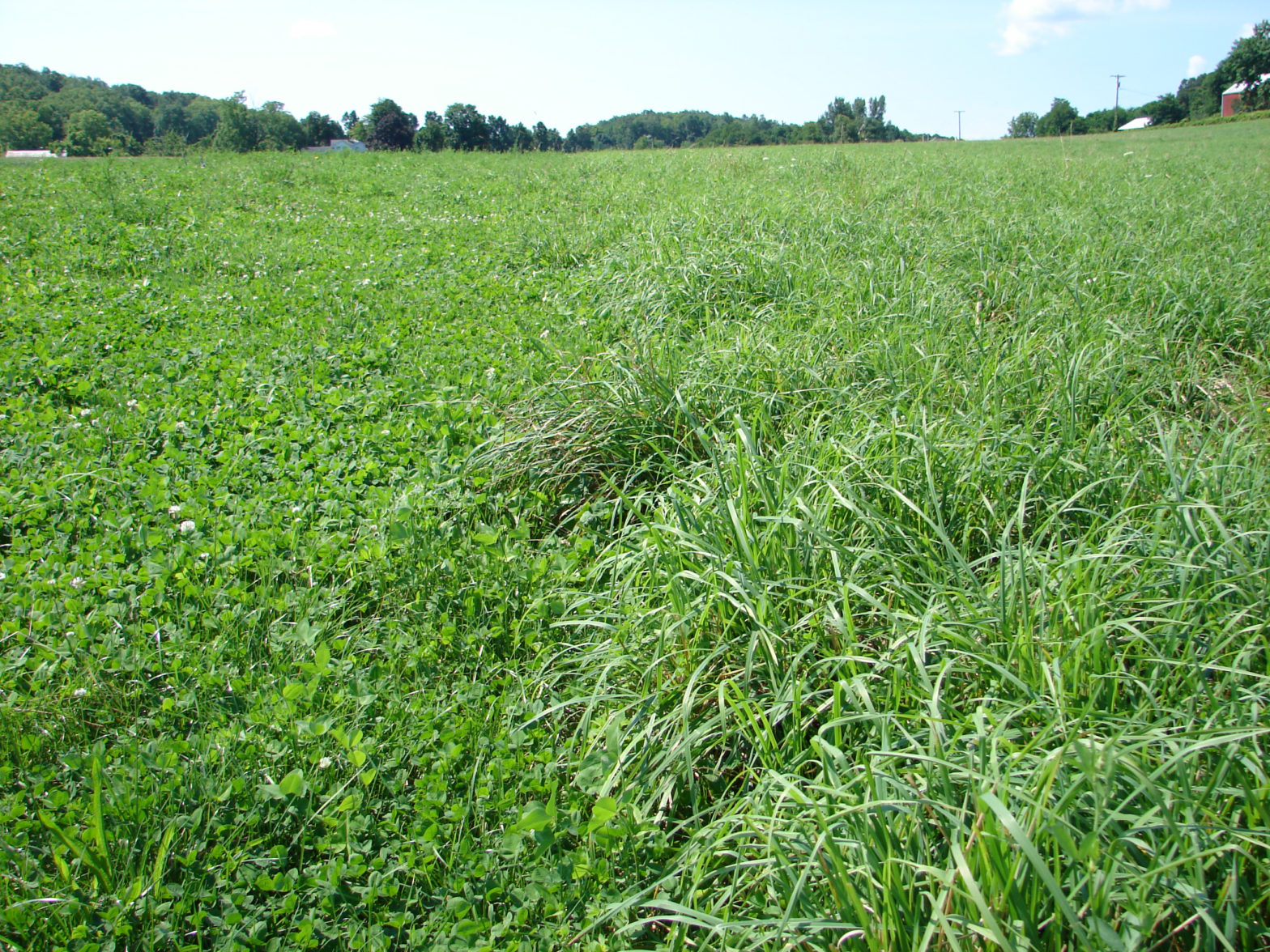The “Perfect” Sheep Pasture - Cornell Small Farms