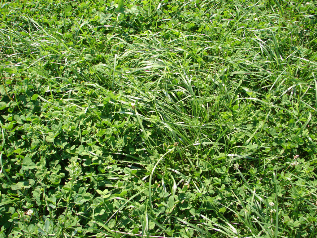 The “Perfect” Sheep Pasture - Cornell Small Farms