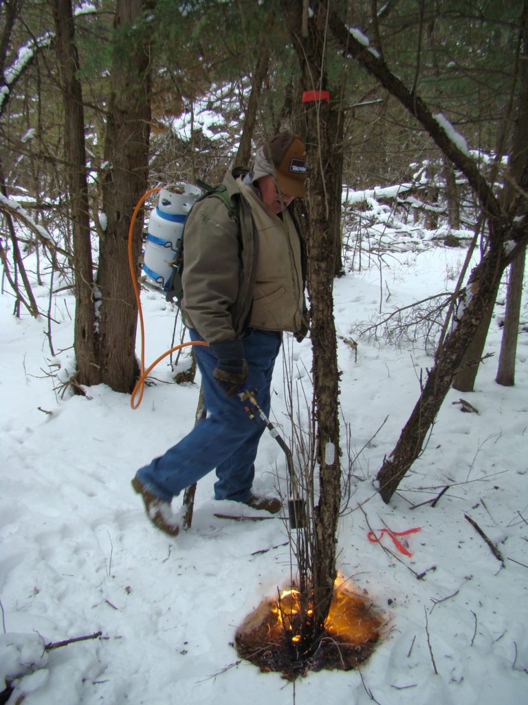 Strategies to Control Undesirable and Interfering Vegetation in Your ...