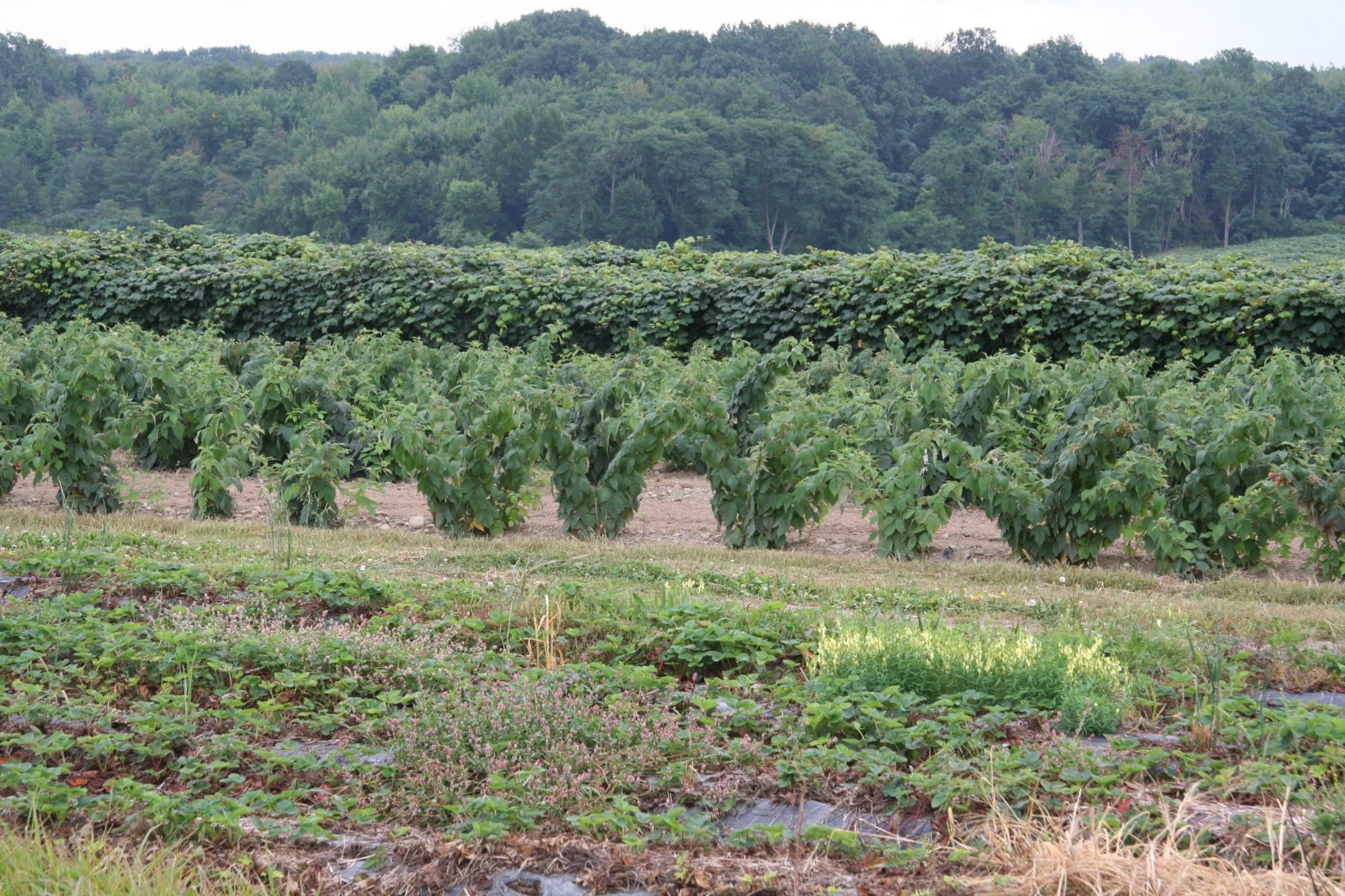 Grow Berries for All Seasons - Cornell Small Farms