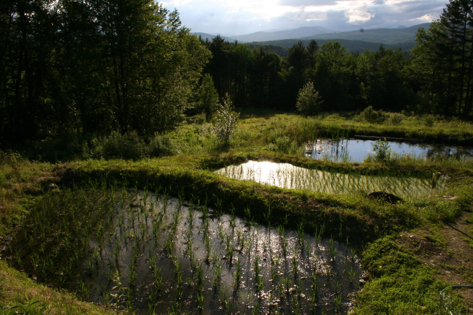 Farm Ponds: Strategies for Multiple Functions - Cornell Small Farms