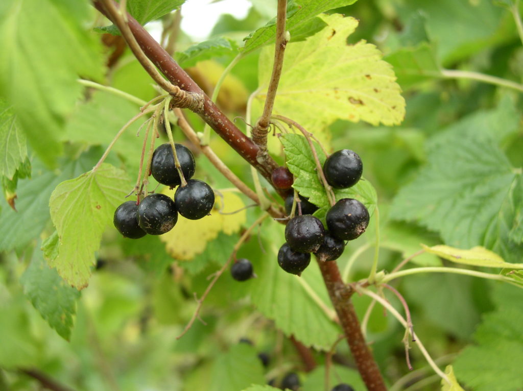 Black Currents Bring Opportunity - Cornell Small Farms