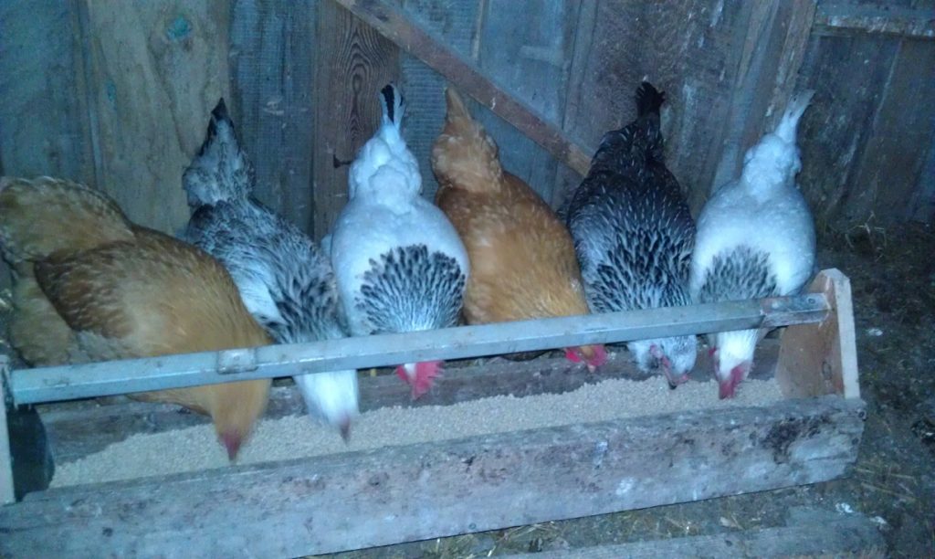 Backyard Poultry 101 - Cornell Small Farms