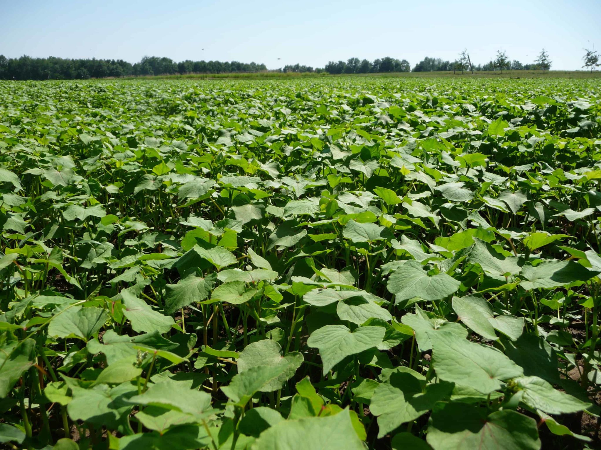 All Dressed Up and No Place to Snow: Filling Soil Health Prescriptions ...