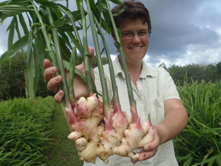 Pretty in Pink: Grow Edible Ginger! - Cornell Small Farms