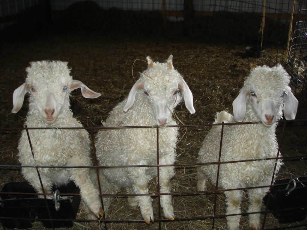 From Hobby Farm to Farm Business: Laughing Goat Fiber Farm - Cornell ...
