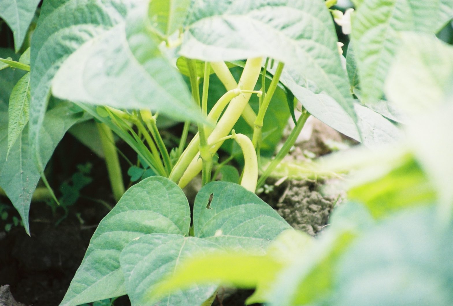 Fall’s Bounty: Field Fresh Beans - Cornell Small Farms