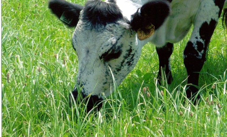 Yes, Cows Eat Weeds! - Cornell Small Farms