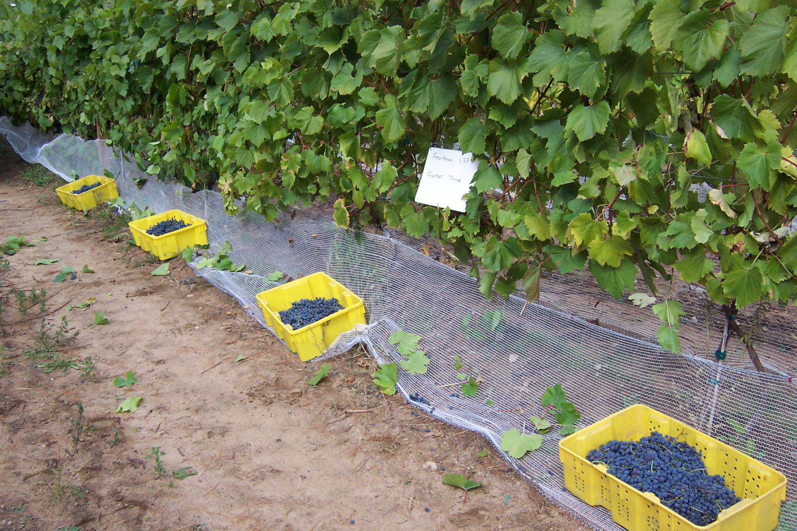 Training Systems for Wine Grapes - Cornell Small Farms