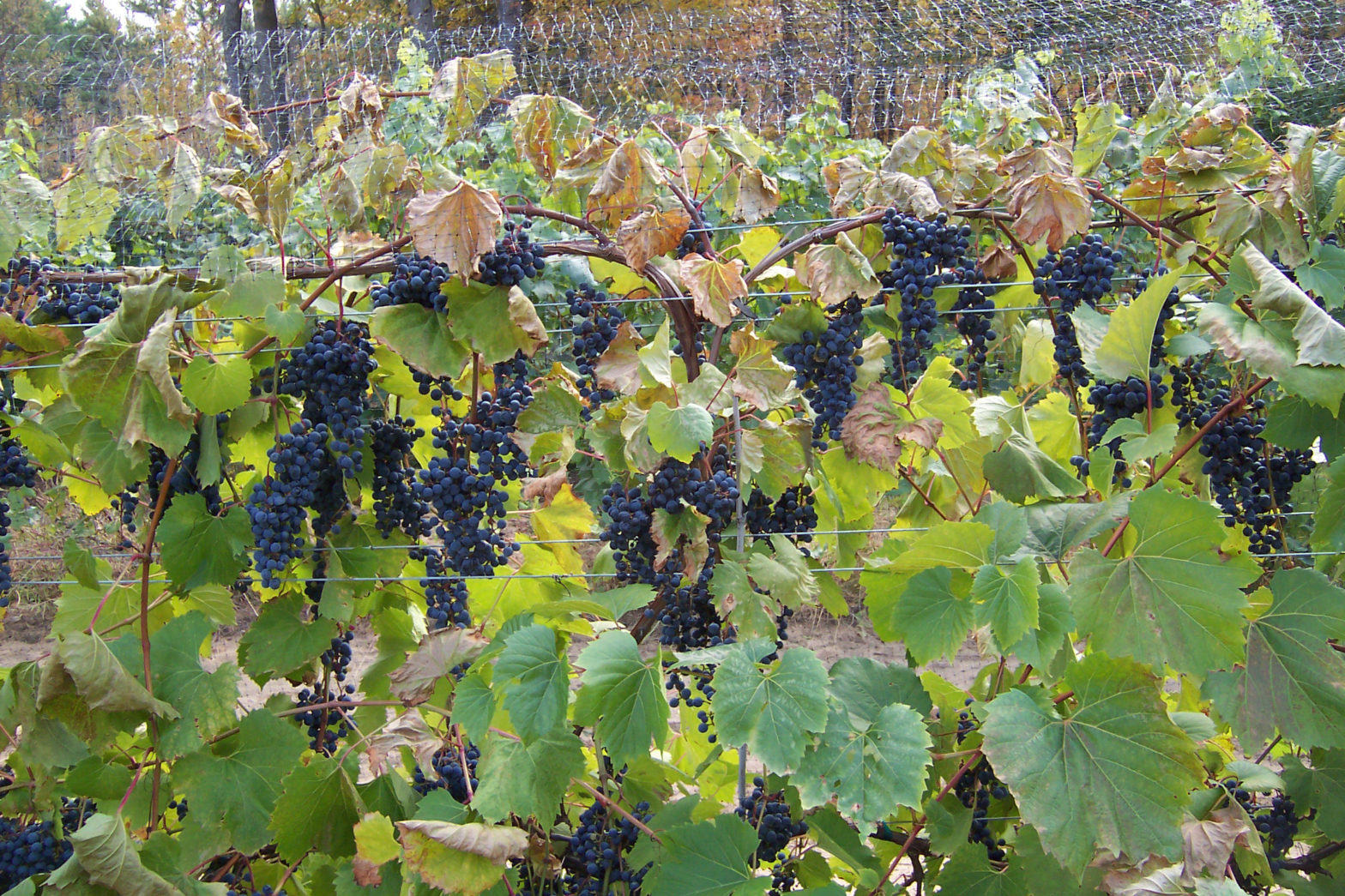 Training Systems for Wine Grapes - Cornell Small Farms