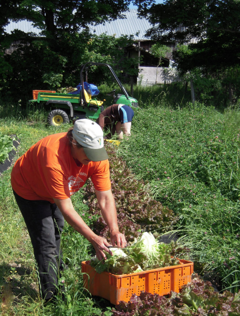 Grubby Hands on Your Lettuce? Efficient and Safe Food Handling for ...