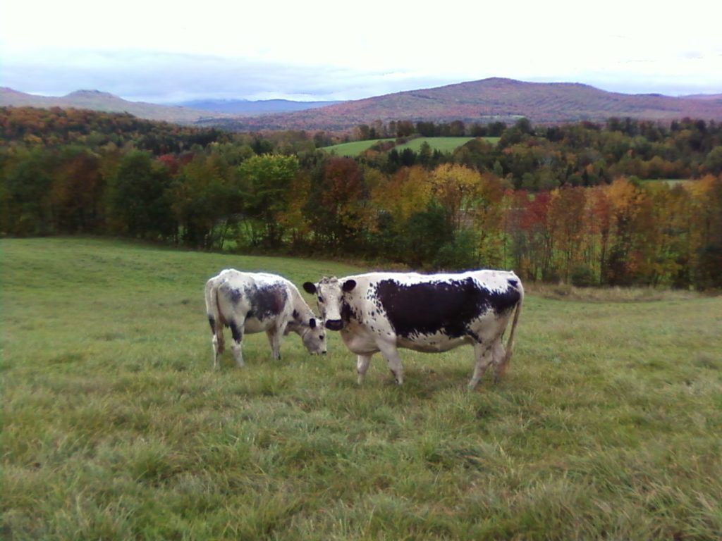 On the Danger List: The Saga to Save the Randall Lineback Cattle Breed ...