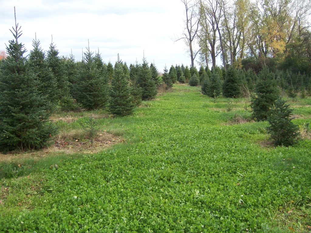 Under the Covers: Nursing Clovers to Maturity - Cornell Small Farms