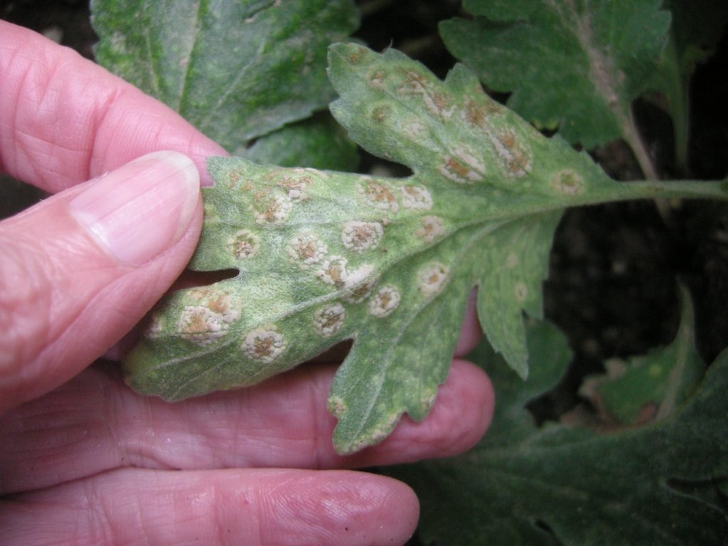 Chrysanthemum White Rust: Good Management Prevents Major Losses ...