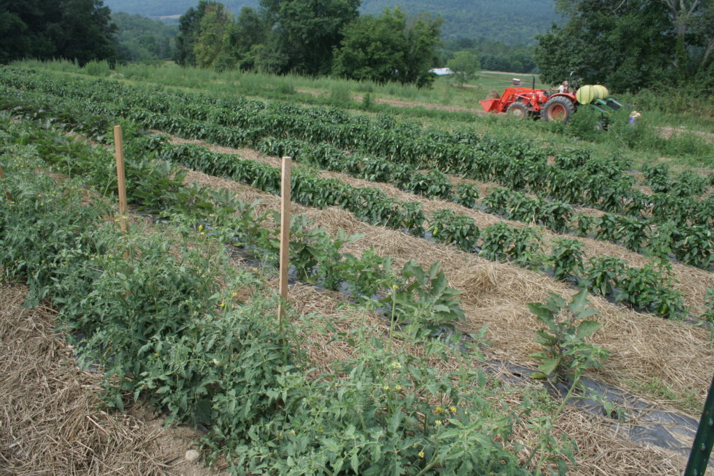 Mighty Food Farm: Abundance in the Pownal Valley - Cornell Small Farms