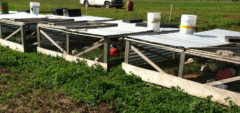 The Finances for a Small Organic Broiler Flock - Cornell Small Farms