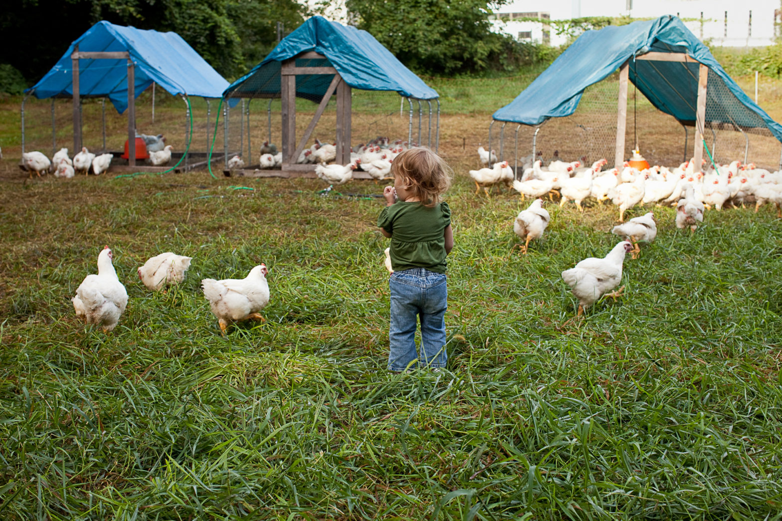 The Finances for a Small Organic Broiler Flock - Cornell Small Farms