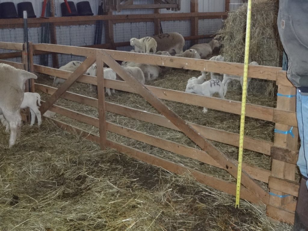 Sheep Barn Interior Design: Wooden Panels - Cornell Small Farms