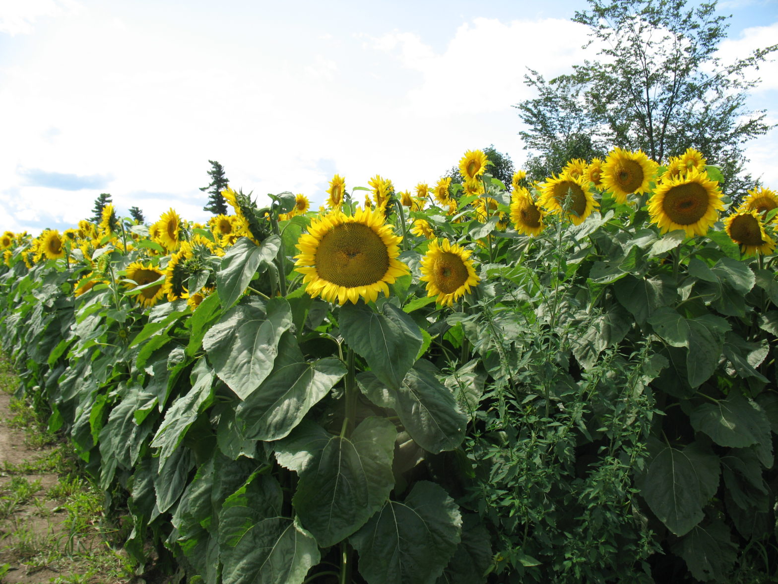 Sunflowers: From Field to Fuel - Cornell Small Farms