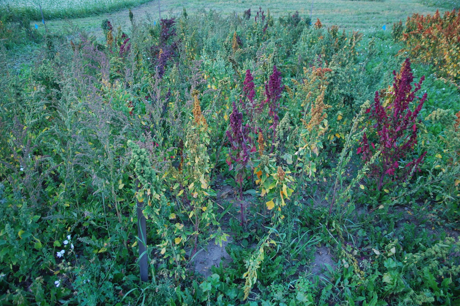 Quinoa Curiosity - Cornell Small Farms