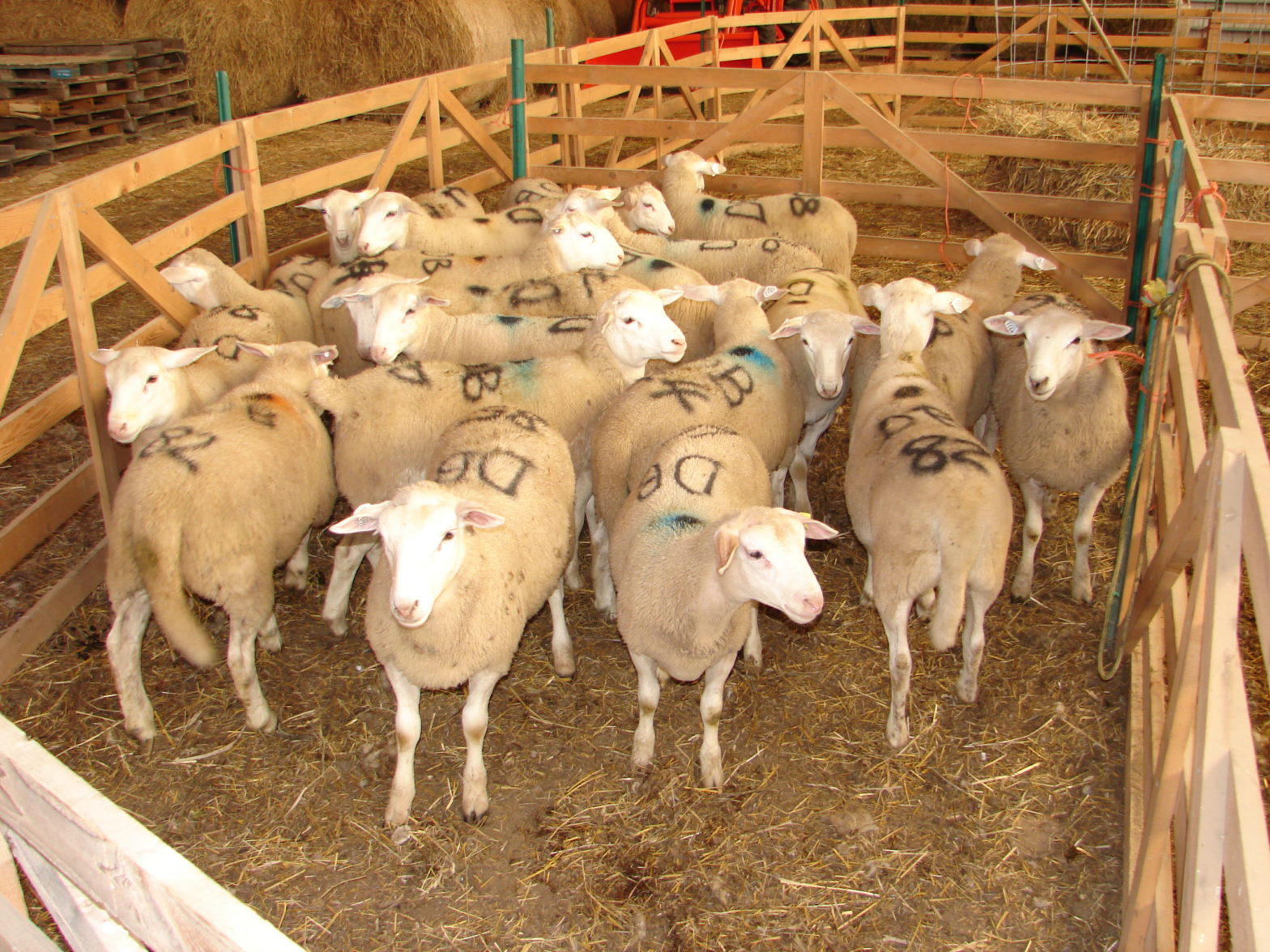 What is the Ideal Weight for a Market Lamb? - Cornell Small Farms