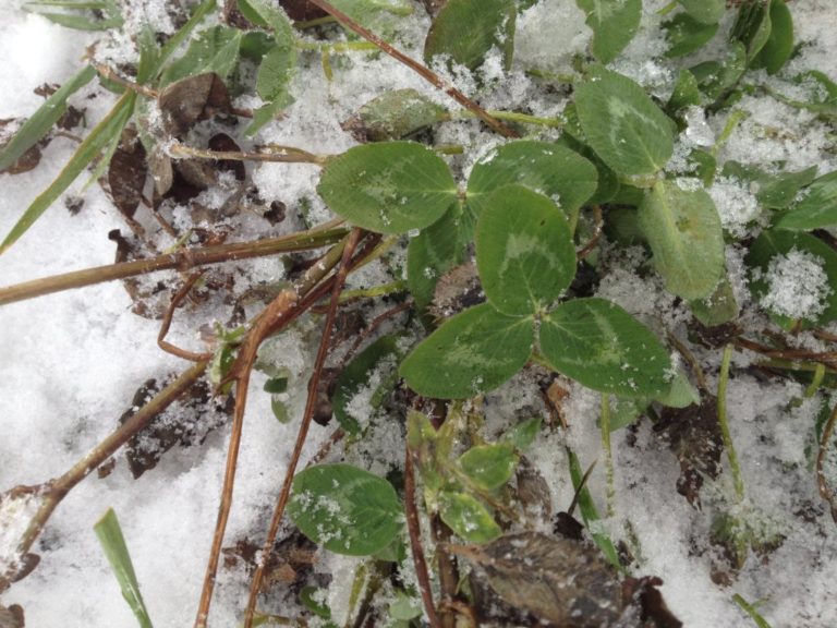 March is Frost Seeding Time! - Cornell Small Farms
