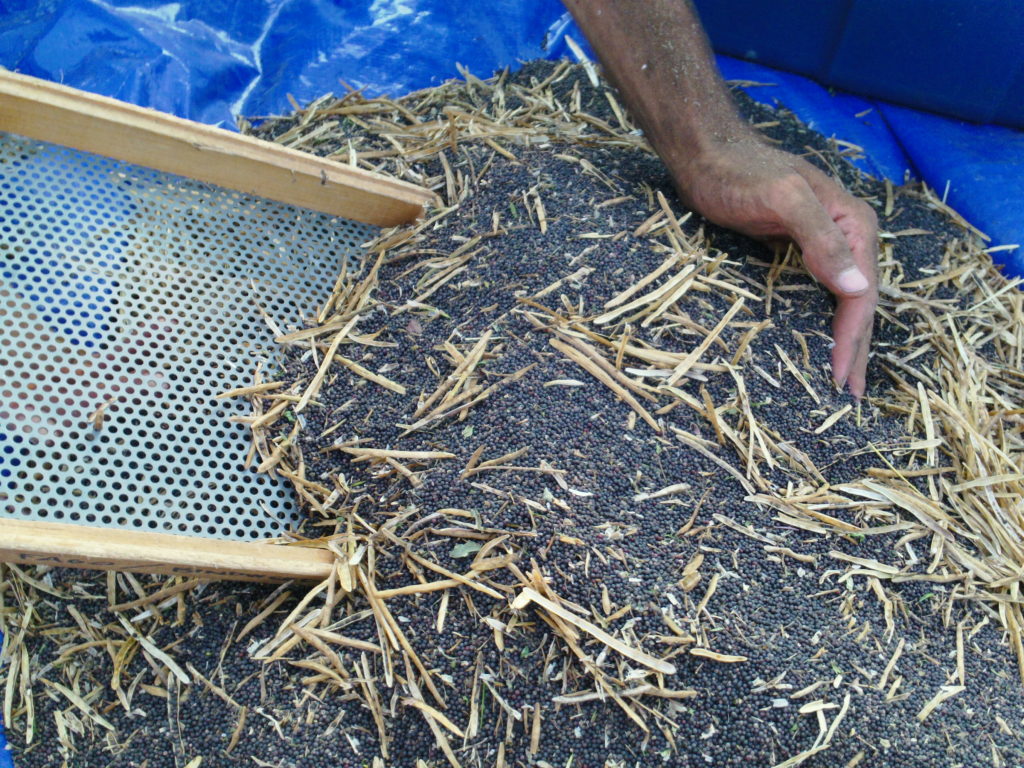 Seeds, Chefs, and Sustainable Agriculture - Cornell Small Farms