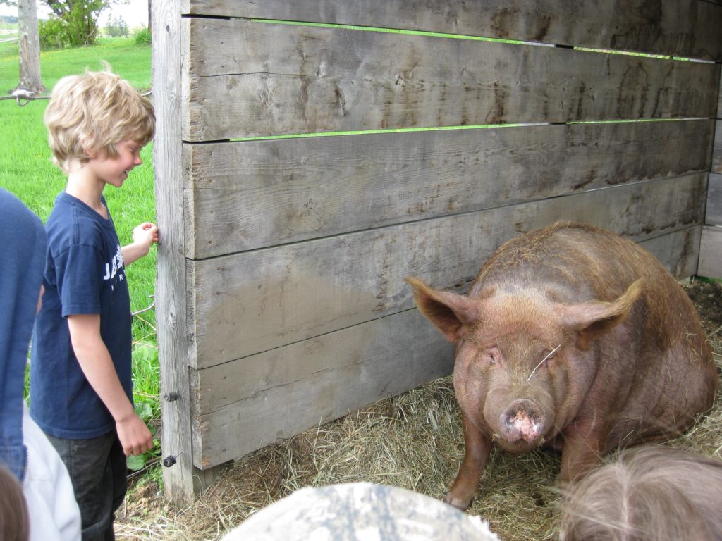Plotting an Oink between the Chicken Coop and the Hoop House - Cornell ...