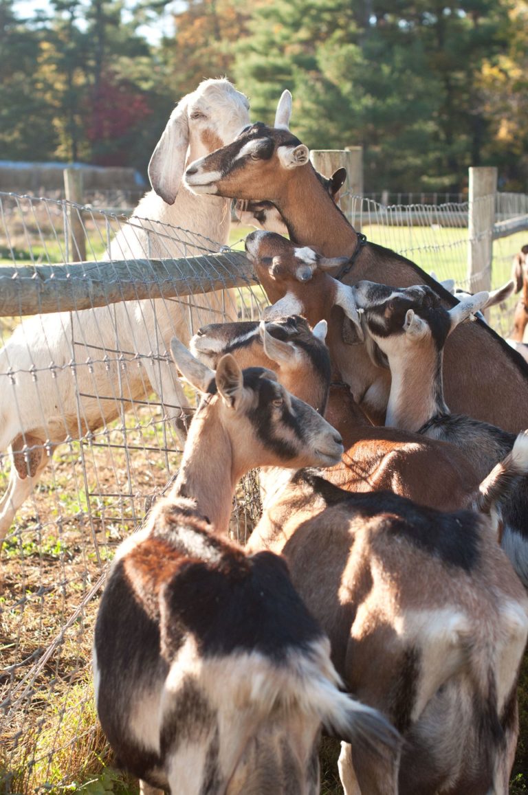 Flushing and Pheromones: Managing Breeding in the Dairy Goat Herd ...