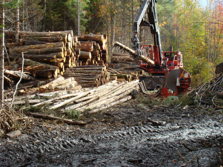 Financial Implications of Selling Timber - Cornell Small Farms