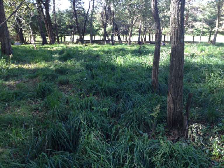 Planting a Small Silvopasture to Benefit Farm and Livestock - Cornell ...