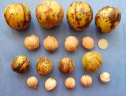 Planting Nut Trees On Your Farm Cornell Small Farms Planting Nut Trees On Your Farm Cornell Small Farms