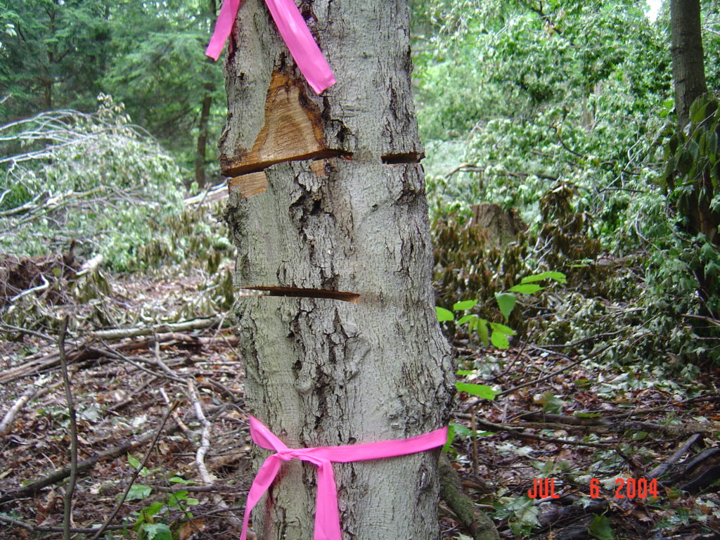 Strategies to Control American Beech and Other Forest Species - Cornell ...