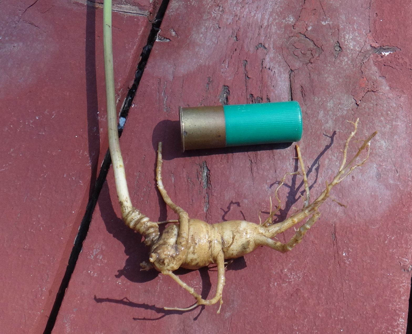Getting Started Right for Successful Ginseng Production - Cornell Small ...