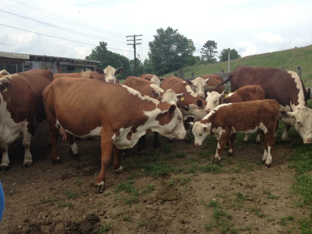 A Quick Primer on Marketing Your Livestock for Meat - Cornell Small Farms