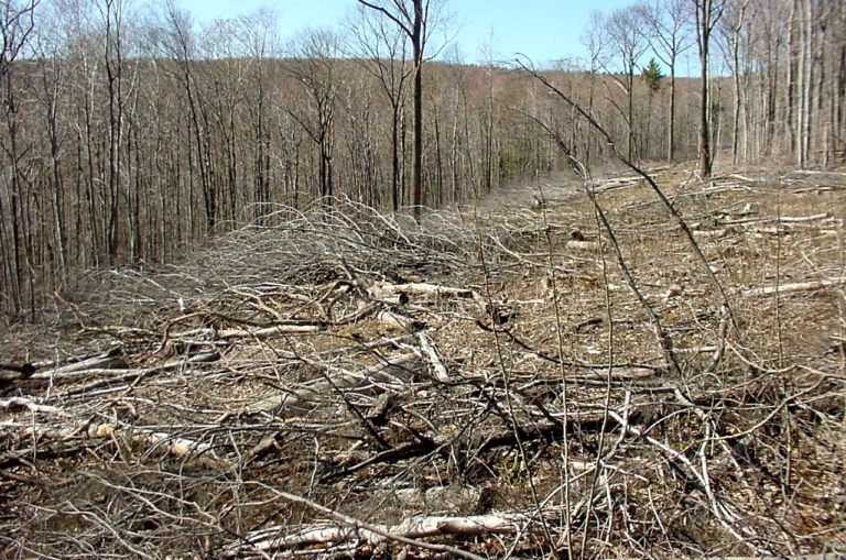 Forest Succession and Management - Cornell Small Farms