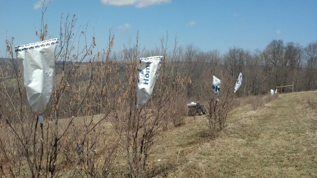 Hazelnut Trees Are Easy! - Cornell Small Farms