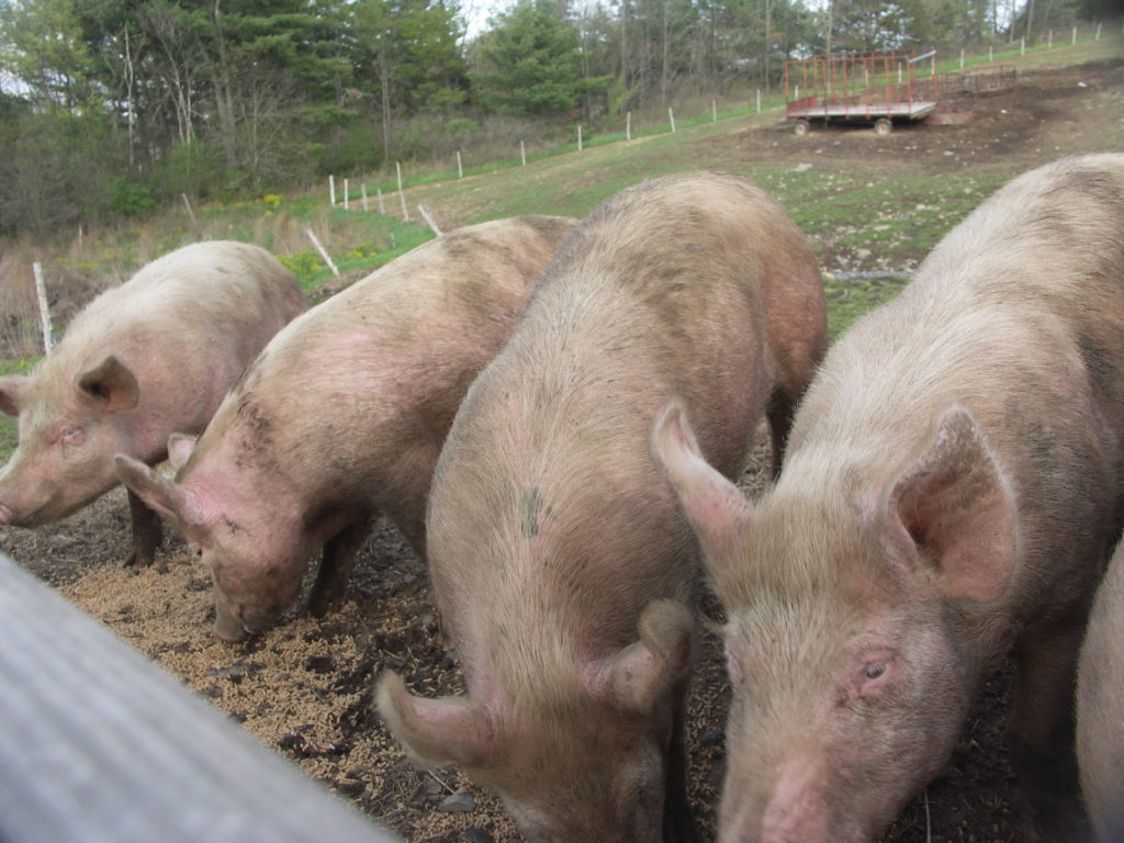Pig Production Grows Quickly - Cornell Small Farms