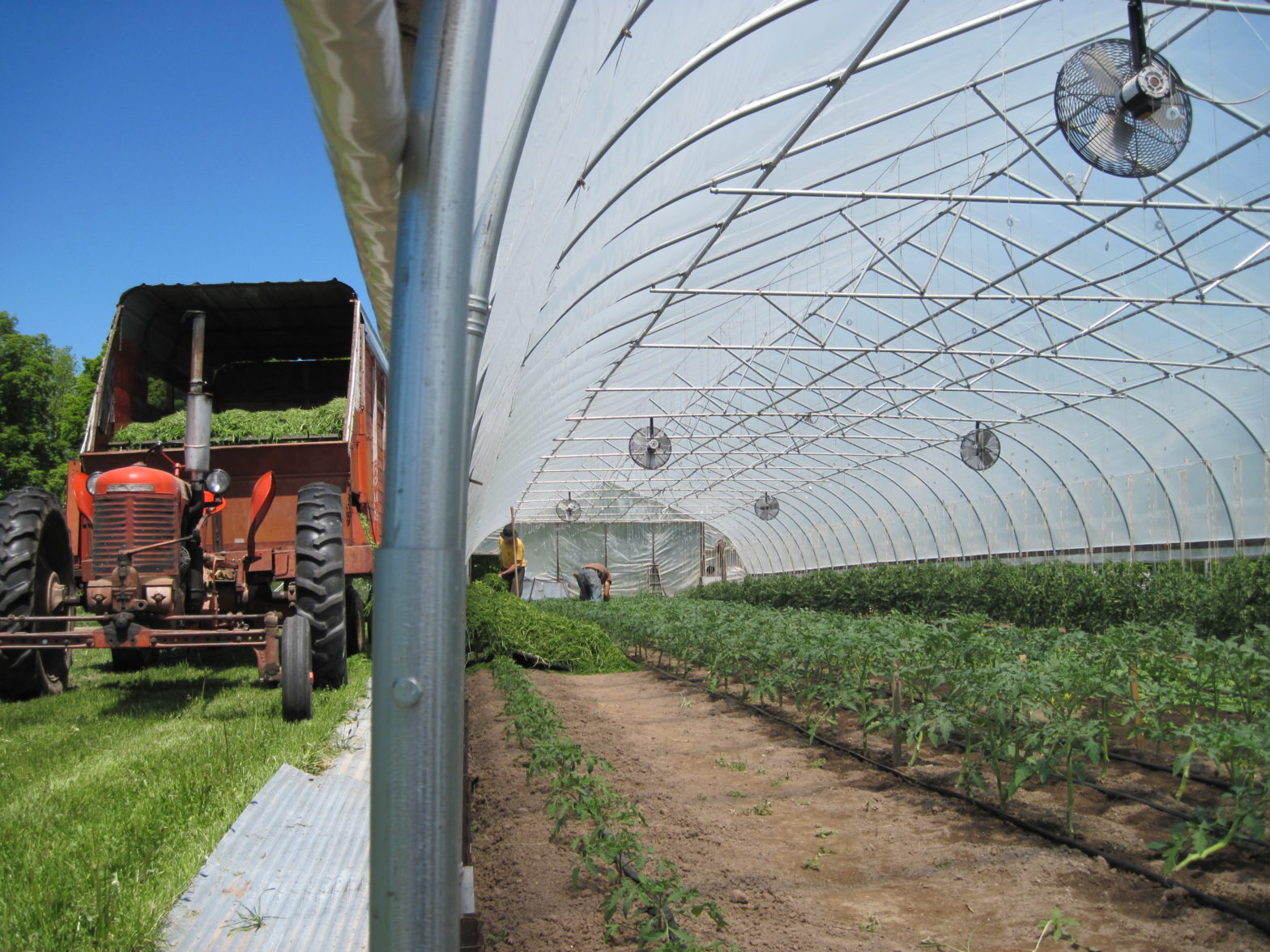 Efficient Use of Cover Crops at the Food Farm - Cornell Small Farms