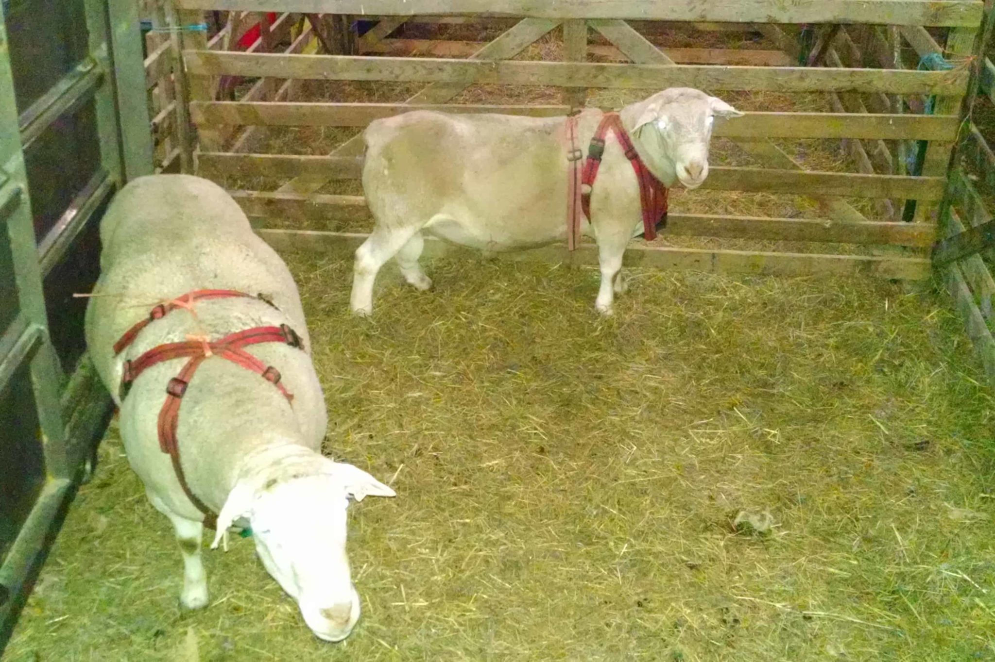 List of Items for a Beginning Sheep Farmer, Part One - Cornell Small Farms