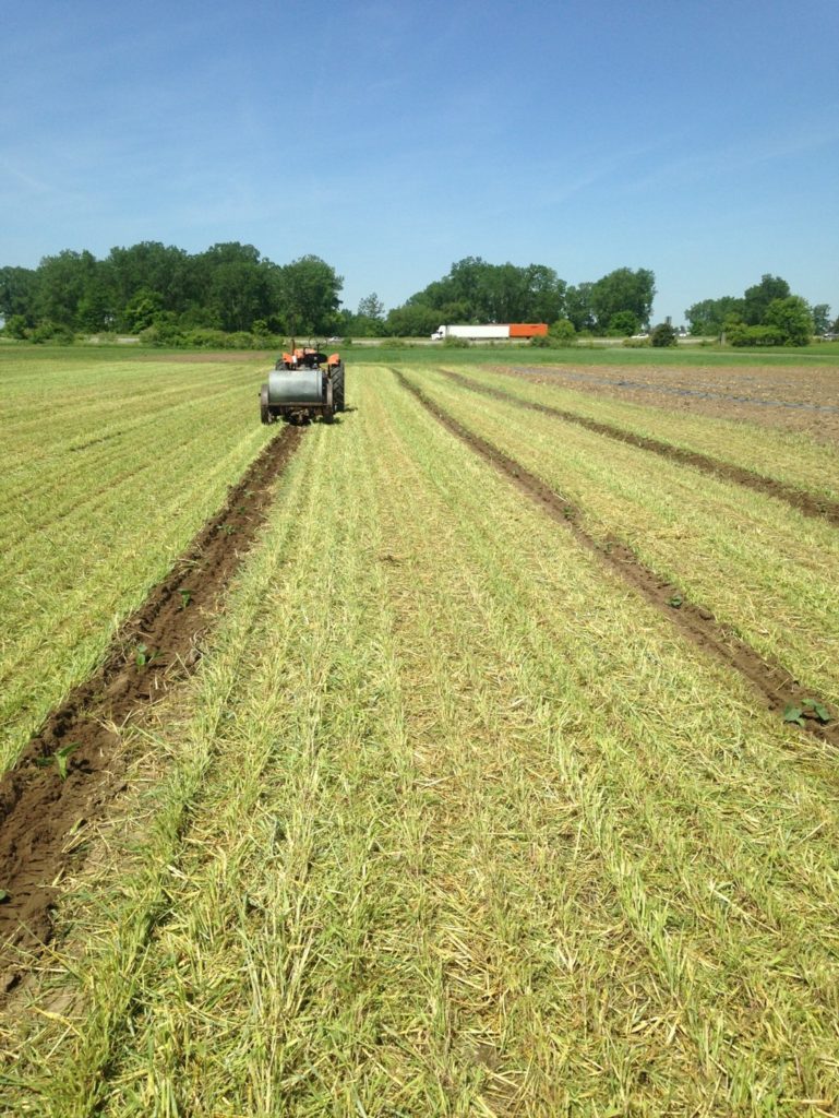 Mulch for Organic Vegetables—Grown in Place - Cornell Small Farms