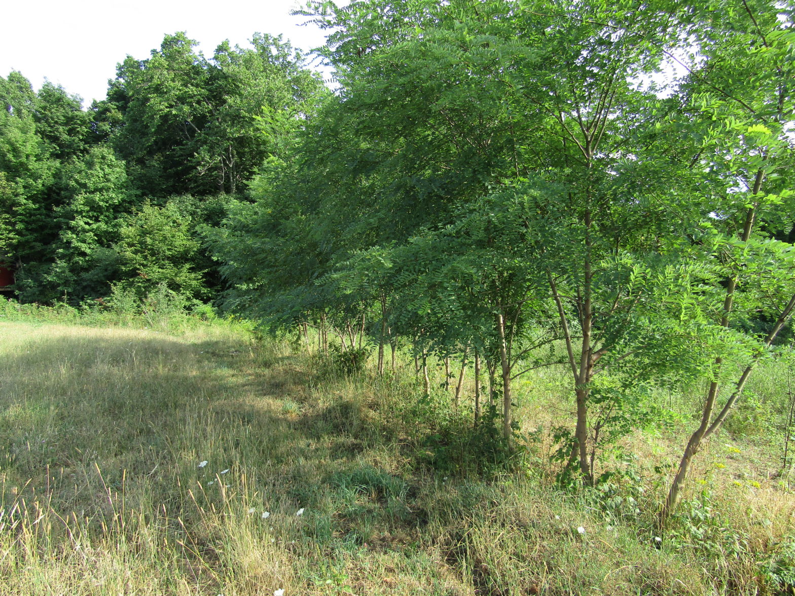 One Day Conference: Growing Black Locust as a Timber Cash Crop ...