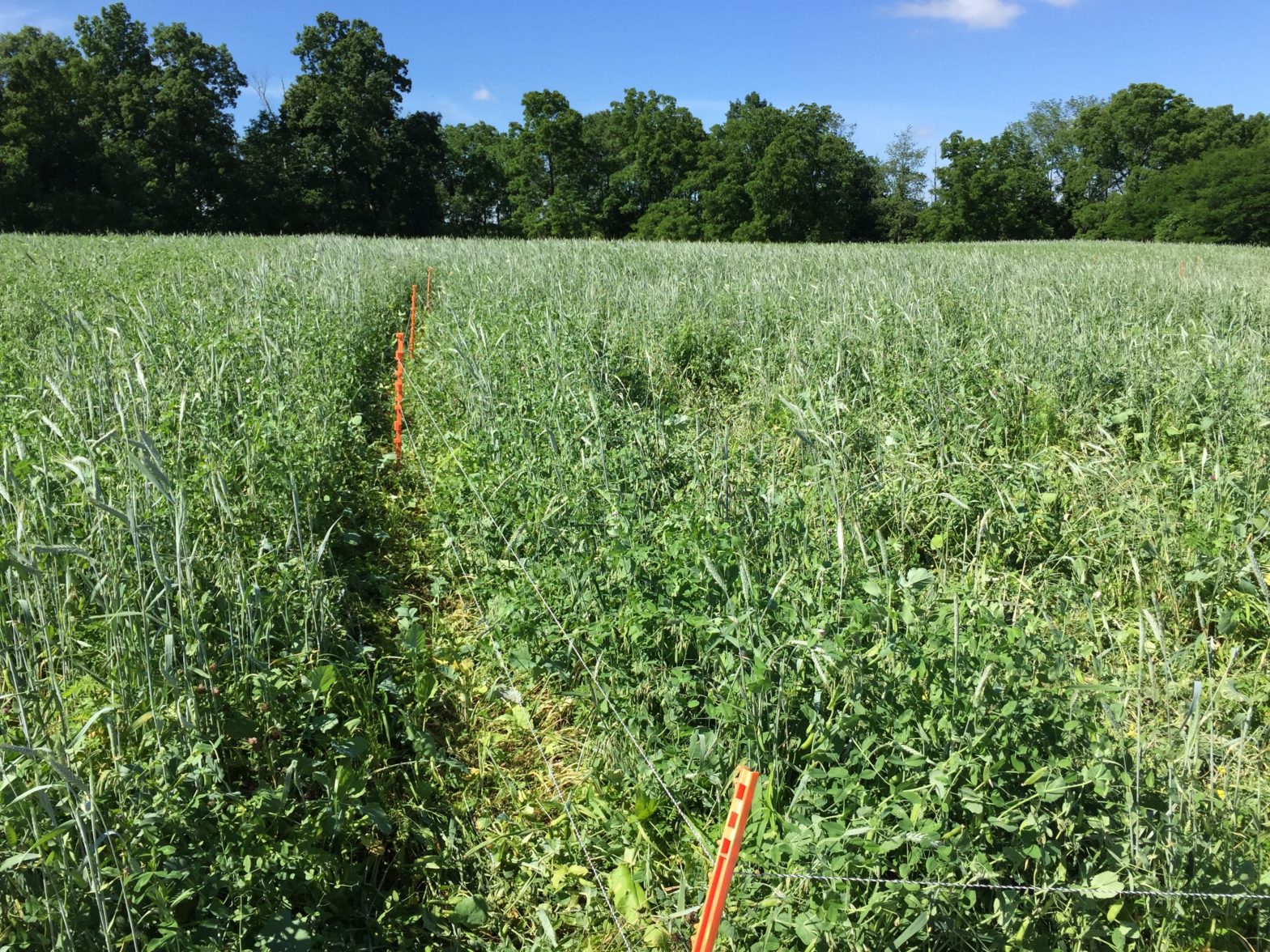 Building Healthy Pasture Soils - Cornell Small Farms