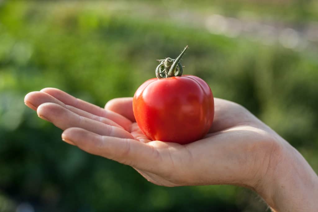 New Heirloom Vegetables for the Finger Lakes - Cornell Small Farms