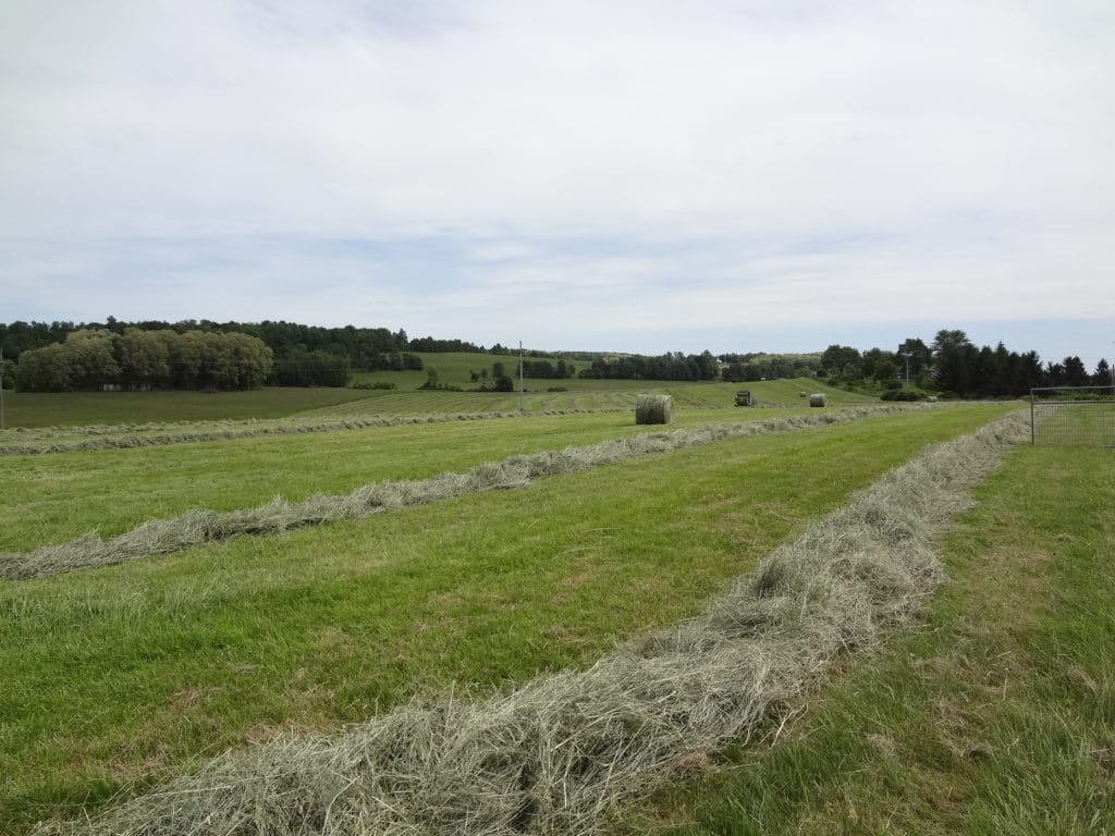 Quality of Winter Forage for Grass-fed Sheep - Cornell Small Farms
