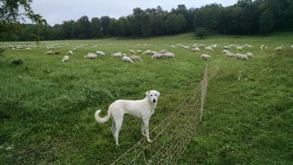 Rotational Grazing: How Often Should I Rotate? - Cornell Small Farms