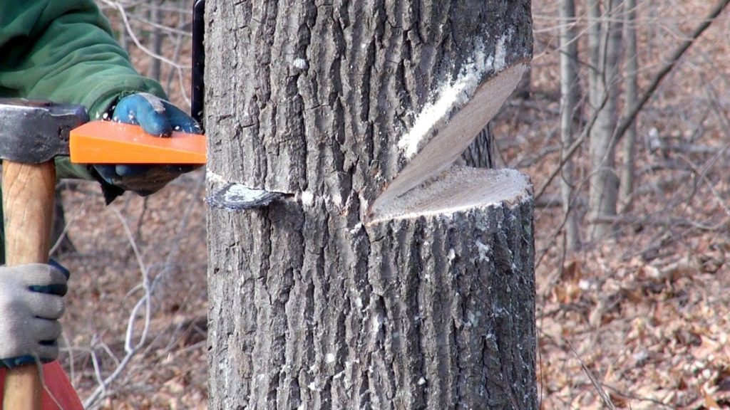 Chainsaw Safety, Part 5: Tree Felling - Cornell Small Farms