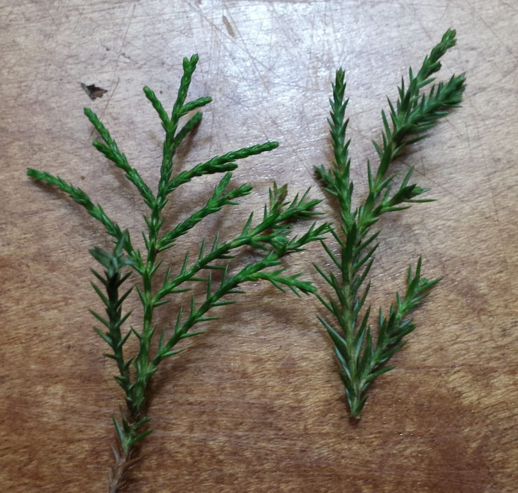 Aren't They All Just Pines? How to ID Needle-Bearing Trees - Cornell ...